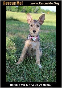 - South Carolina Dog Rescue - ADOPTIONS - Rescue Me!