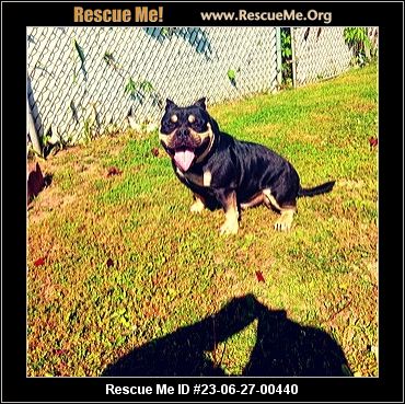 - New Jersey American Bulldog Rescue - ADOPTIONS - Rescue Me!