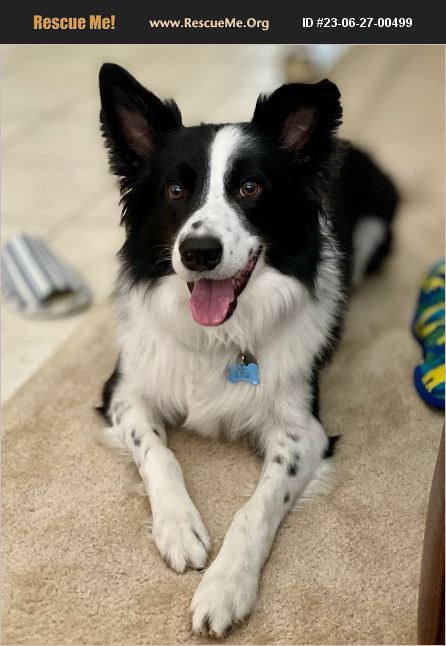 ADOPT 23062700499 ~ Border Collie Rescue ~ Thousand Oaks, CA