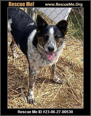 - New Mexico Dog Rescue - ADOPTIONS - Rescue Me!