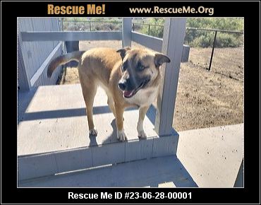- New Mexico Dog Rescue - ADOPTIONS - Rescue Me!