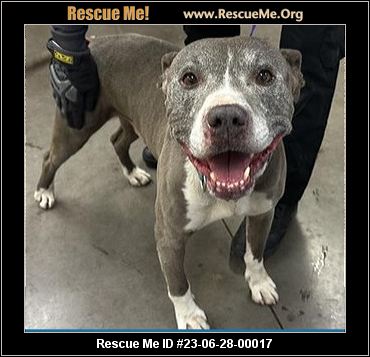 - Arizona Pit Bull Rescue - ADOPTIONS - Rescue Me!