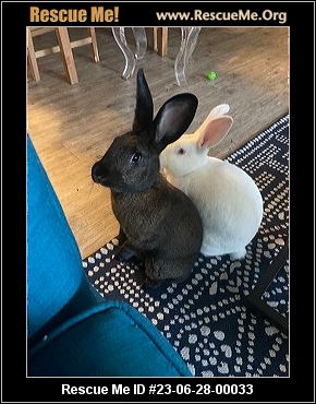 - Oregon Rabbit Rescue - ADOPTIONS - Rescue Me!