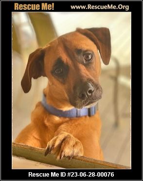 - Florida Rhodesian Ridgeback Rescue - ADOPTIONS - Rescue Me!