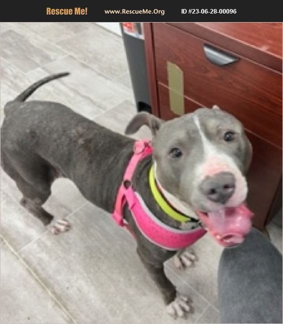 ADOPT 23062800096 ~ Pit Bull Rescue ~ Lancaster, PA