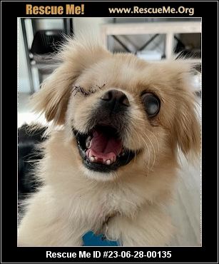 - Florida Pekingese Rescue - ADOPTIONS - Rescue Me!