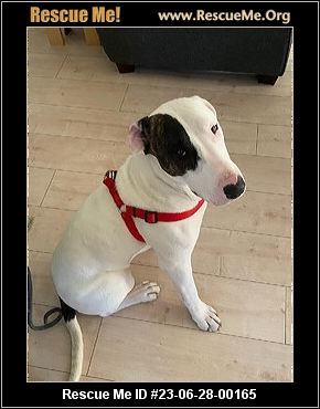 - Arizona Bull Terrier Rescue - ADOPTIONS - Rescue Me!
