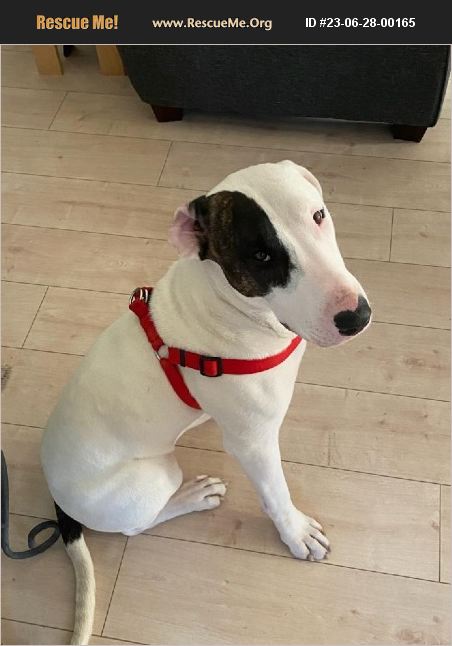 ADOPT 23062800165 ~ Bull Terrier Rescue ~ Maricopa County, AZ