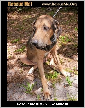 - Florida Rhodesian Ridgeback Rescue - ADOPTIONS - Rescue Me!