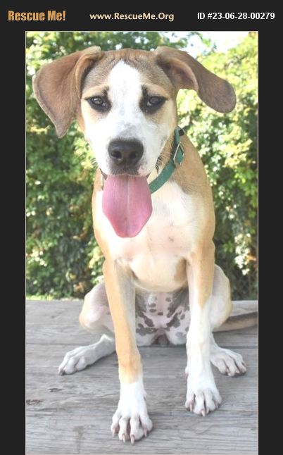 ADOPT 23062800279 ~ Black Mouth Cur Rescue ~ INVERNESS, FL