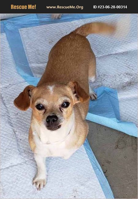 ADOPT 23062800314 ~ Chihuahua Rescue ~ Seattle, WA