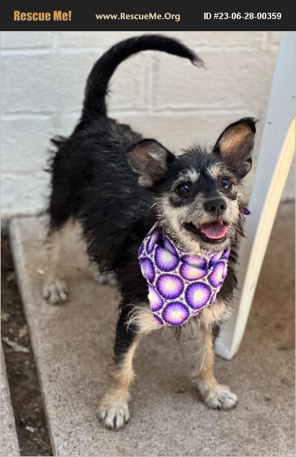 ADOPT 23062800359 ~ Yorkie Rescue ~ Scottsdale, AZ