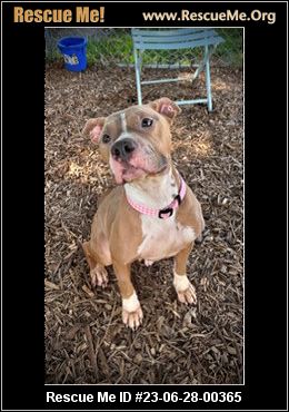 - Florida Pit Bull Rescue - ADOPTIONS - Rescue Me!