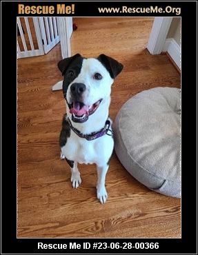 - North Carolina Pit Bull Rescue - ADOPTIONS - Rescue Me!