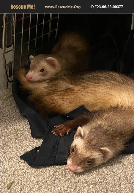 ADOPT 23062800377 ~ Small Mammal Rescue ~ Eastlake, OH