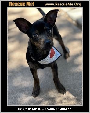 - Arizona Miniature Pinscher Rescue - ADOPTIONS - Rescue Me!