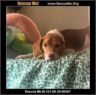 - Pennsylvania Beagle Rescue - ADOPTIONS - Rescue Me!