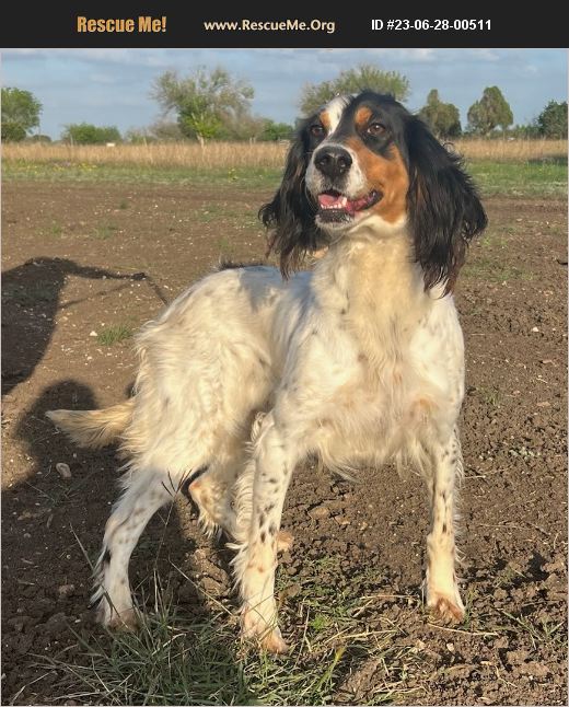 ADOPT 23062800511 ~ English Setter Rescue ~ Boerne, TX