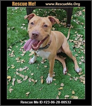 - Florida Pit Bull Rescue - ADOPTIONS - Rescue Me!