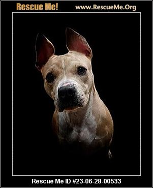 - Florida Pit Bull Rescue - ADOPTIONS - Rescue Me!
