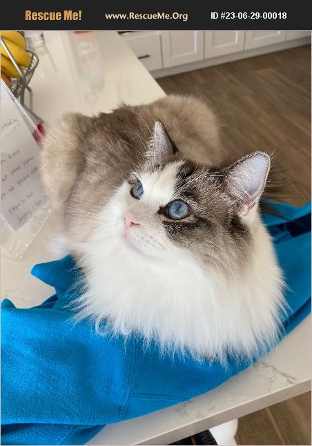 ADOPT 23062900018 ~ Ragdoll Rescue ~ Gilbert, AZ