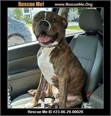 - Florida Boxer Rescue - ADOPTIONS - Rescue Me!