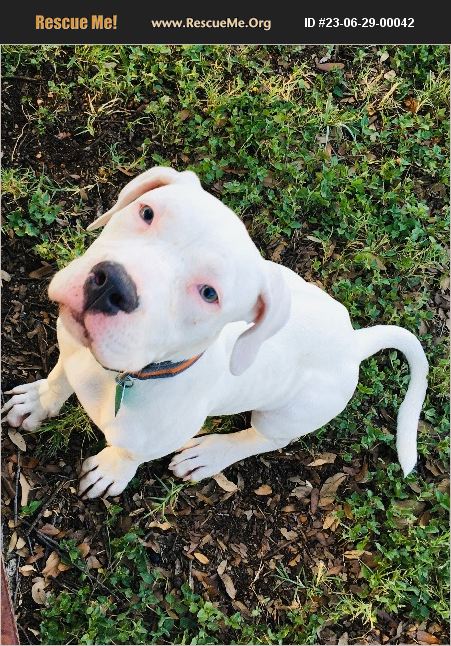 ADOPT 23062900042 ~ Mastiff Rescue ~ San saba, TX
