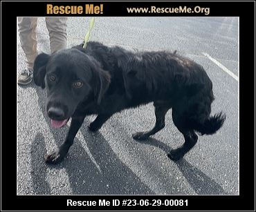 - Kentucky Dog Rescue - ADOPTIONS - Rescue Me!