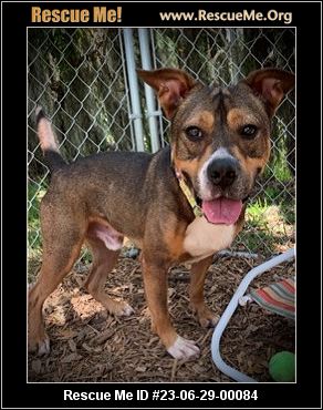 - Florida Black Mouth Cur Rescue - ADOPTIONS - Rescue Me!