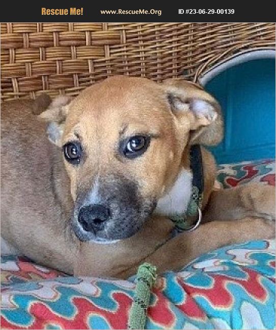 ADOPT 23062900139 ~ Boxer Rescue ~ Groton, CT