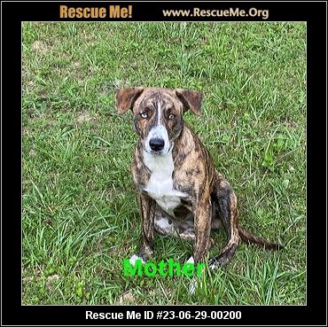 - Kentucky Dog Rescue - ADOPTIONS - Rescue Me!