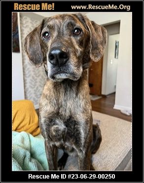 - Nebraska Dog Rescue - ADOPTIONS - Rescue Me!