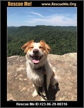 - Kentucky Dog Rescue - ADOPTIONS - Rescue Me!