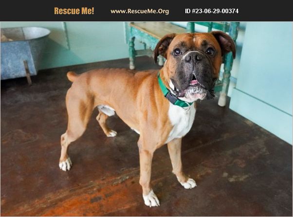 ADOPT 23062900374 ~ Boxer Rescue ~ San Antonio, TX