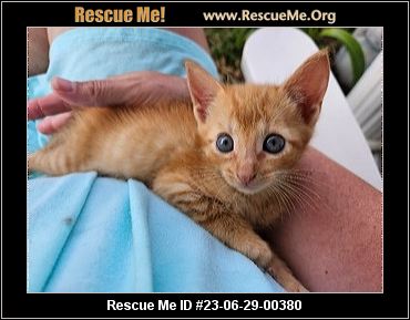- South Carolina Cat Rescue - ADOPTIONS - Rescue Me!