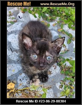 - South Carolina Cat Rescue - ADOPTIONS - Rescue Me!