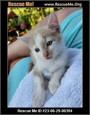 - South Carolina Cat Rescue - ADOPTIONS - Rescue Me!