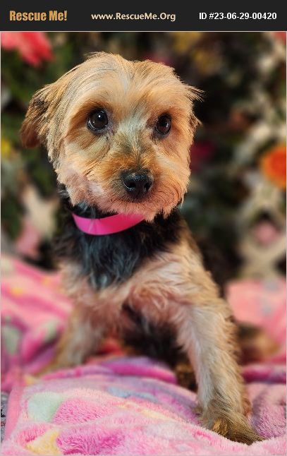 ADOPT 23062900420 ~ Yorkie Rescue ~ Phoenix, AZ