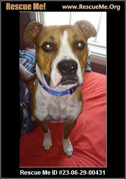 - Georgia Boxer Rescue - ADOPTIONS - Rescue Me!