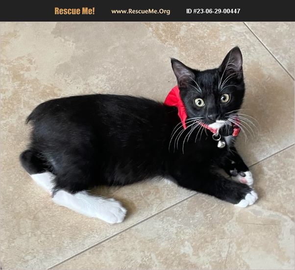 ADOPT 23062900447 ~ Manx Rescue ~ Tampa, FL