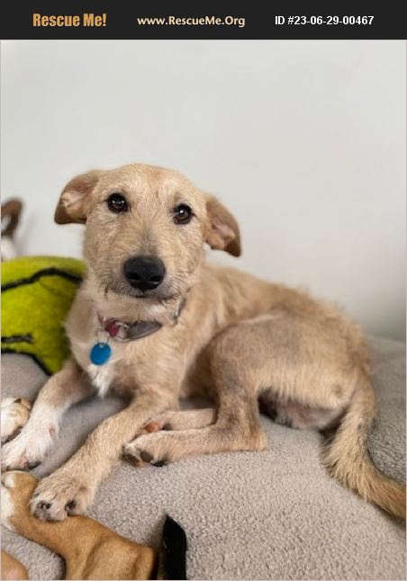 ADOPT 23062900467 ~ Airedale Rescue ~ Newport Beach, CA