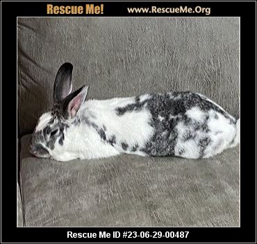 - Tennessee Rabbit Rescue - ADOPTIONS - Rescue Me!