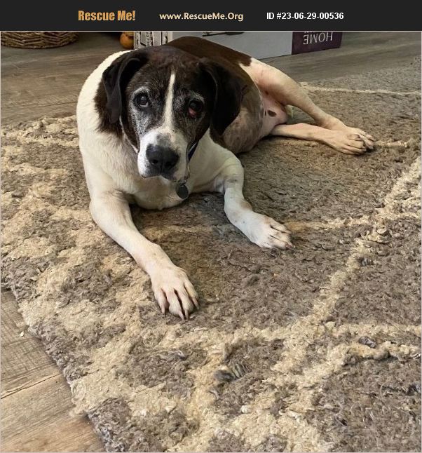 ADOPT 23062900536 ~ Beagle Rescue ~ Cheaspeake, VA