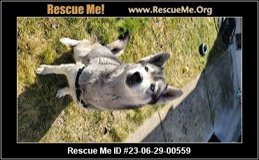 - Oregon Dog Rescue - ADOPTIONS - Rescue Me!