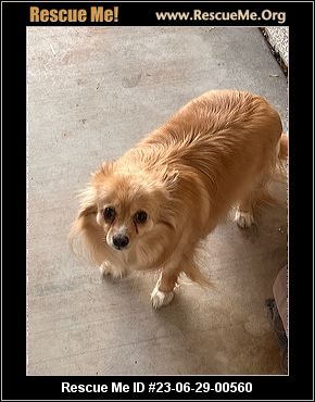 - Arizona Pomeranian Rescue - ADOPTIONS - Rescue Me!