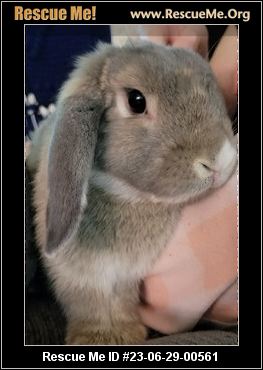 - Oklahoma Rabbit Rescue - ADOPTIONS - Rescue Me!