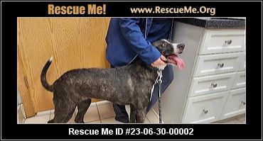 - Minnesota Dog Rescue - ADOPTIONS - Rescue Me!