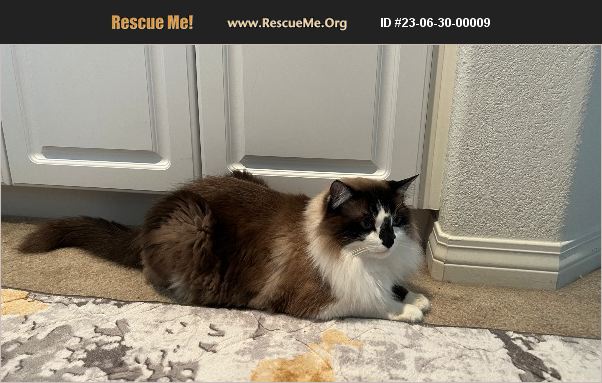 ADOPT 23063000009 ~ Ragdoll Rescue ~ Riverside, CA