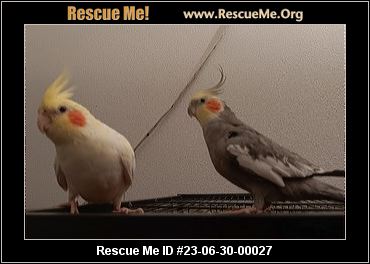 - Washington Pet Bird Rescue - ADOPTIONS - Rescue Me!