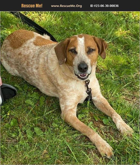 ADOPT 23063000036 ~ Australian Cattle Dog Rescue ~ Benton, PA